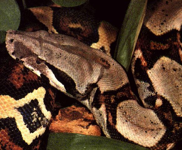 Snake Photo Gallery
